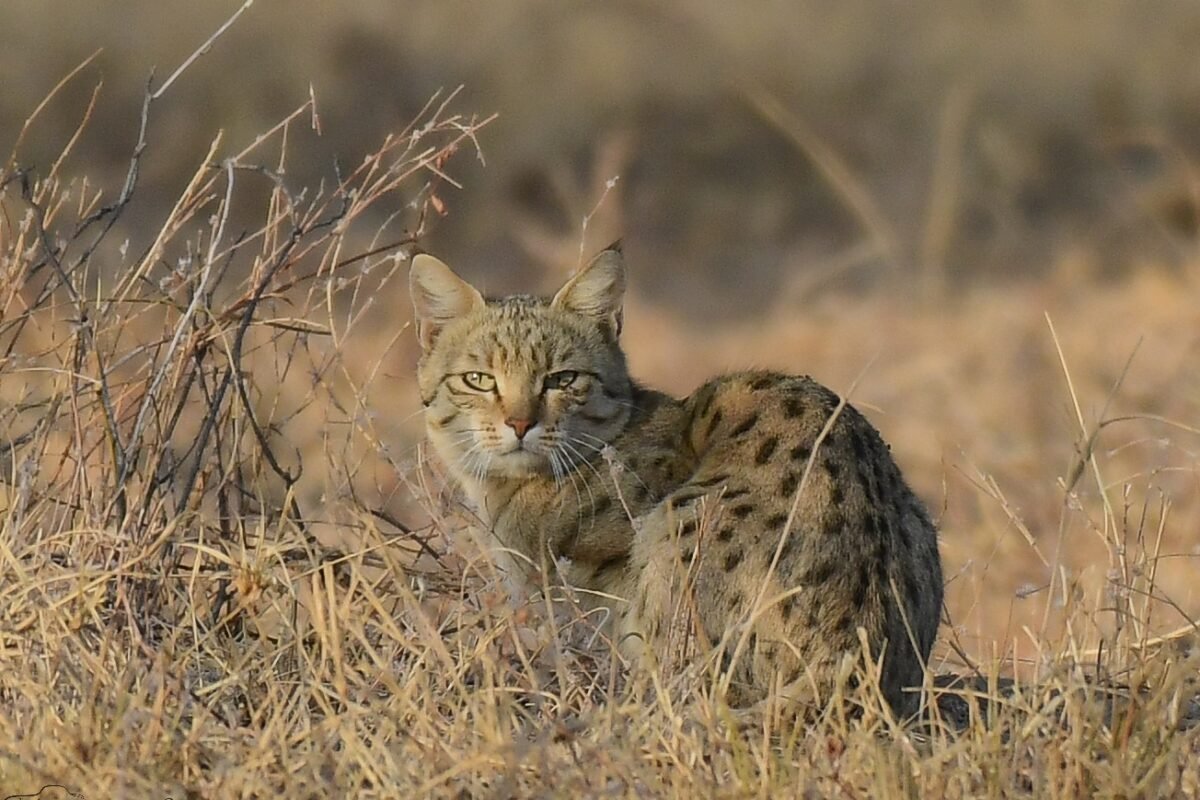 15 Wild Cats of India - Best Where to find Big and Smalls cats list