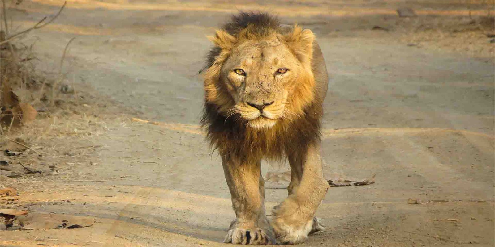 15 Wild Cats of India - Best Where to find Big and Smalls cats list