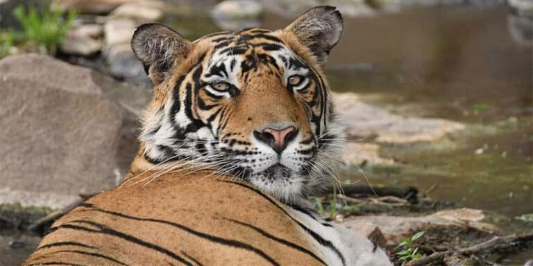 The Evolution of Tigers: A Journey Through History