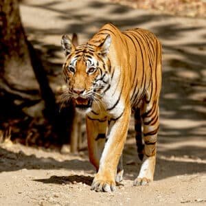 Complete History of Tigers in India - Project Tiger worked